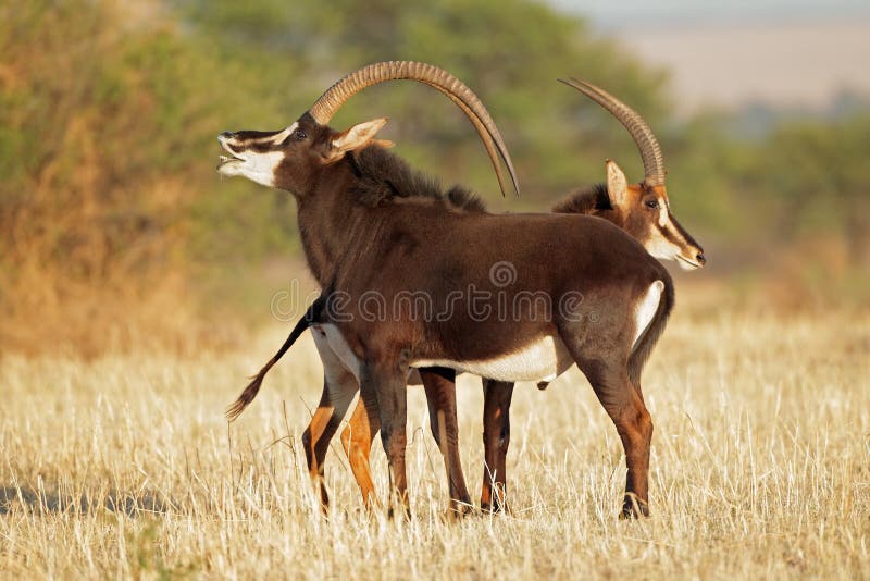 Sable antelope stock photo. Image of male, antelope, grazer - 3936298