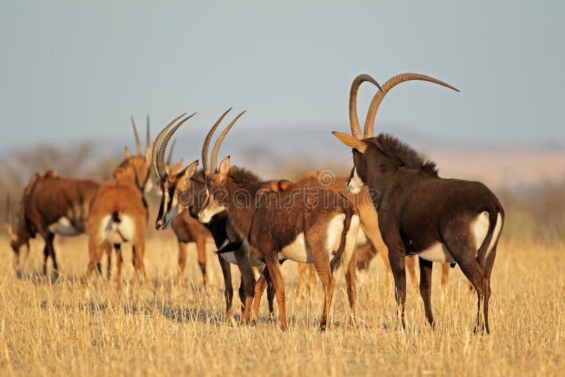 Sable antelopes stock image. Image of hairy, horns, female - 49327081