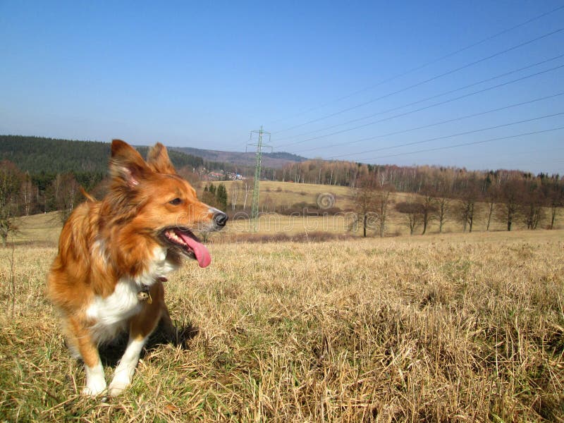 Sable Border Collie Dog on Field Stock Photo - Image of cute, field ...