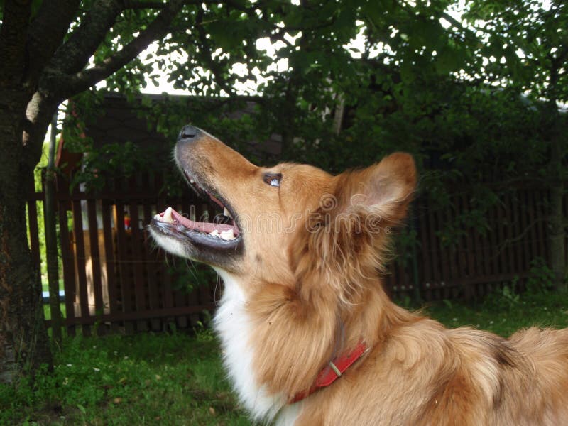 Sable border collie stock photo. Image of head, open - 104861420