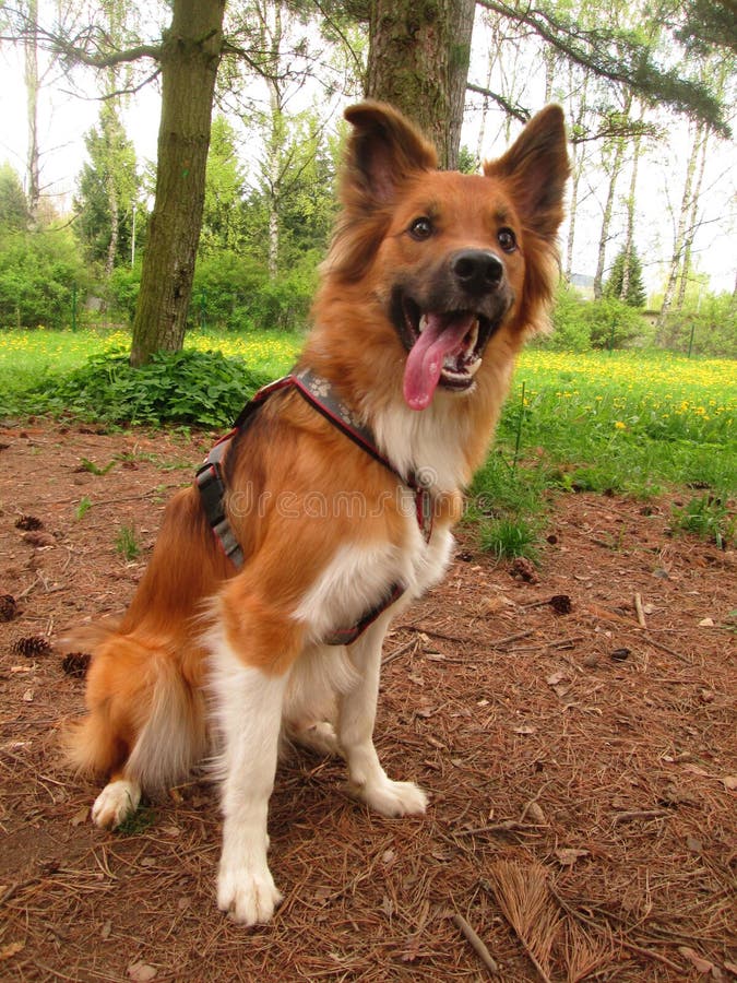 Sable border collie puppy stock image. Image of purebred - 19491807