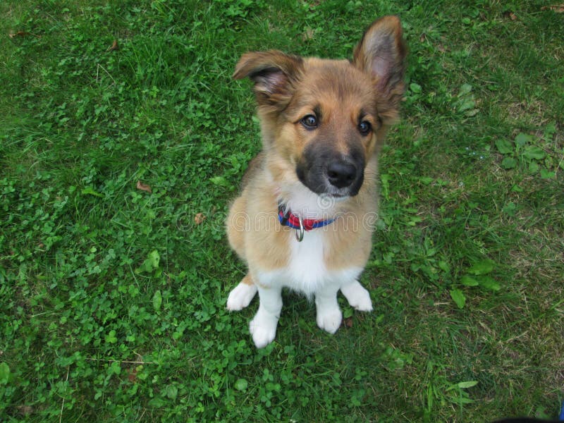 Sable border collie puppy stock photo. Image of young - 105002800