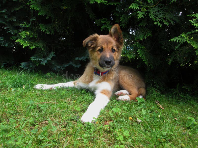 Sable border collie puppy stock photo. Image of female - 105002740