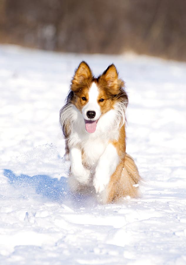 156 Red Sable Border Collie Puppy Stock Photos - Free & Royalty-Free ...