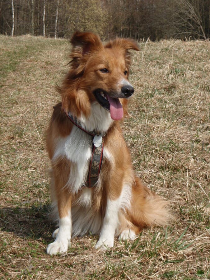 Courses De Border Collie De Sable Photo stock - Image du actif, saut ...