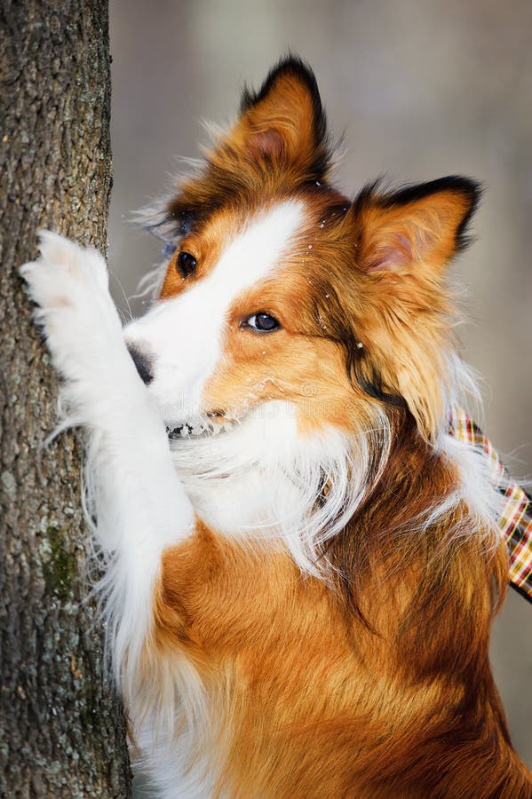 Sable Border Collie and Tree, Close Up Stock Photo - Image of cute ...