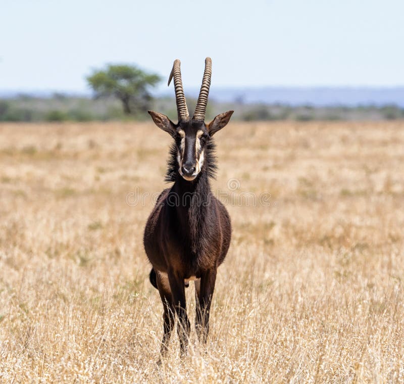 Sable Bull Antelope stock photo. Image of black, african - 36473200