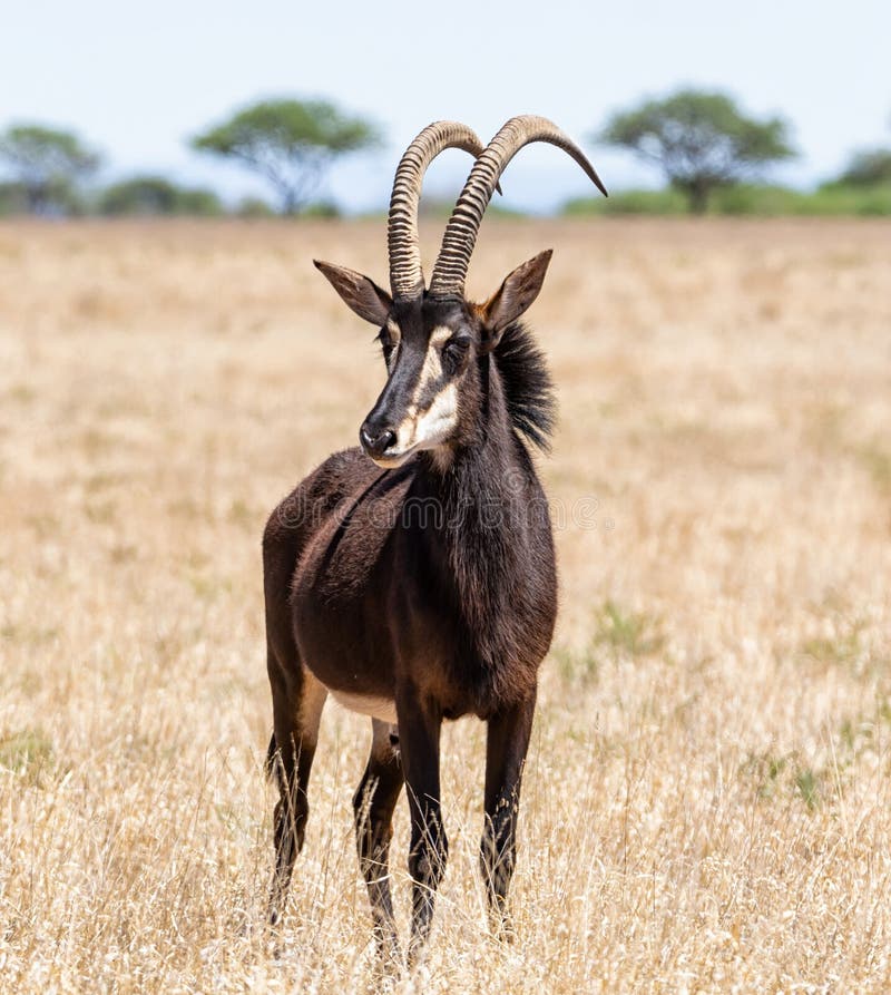 Sable Bull Antelope stock photo. Image of black, african - 36473200