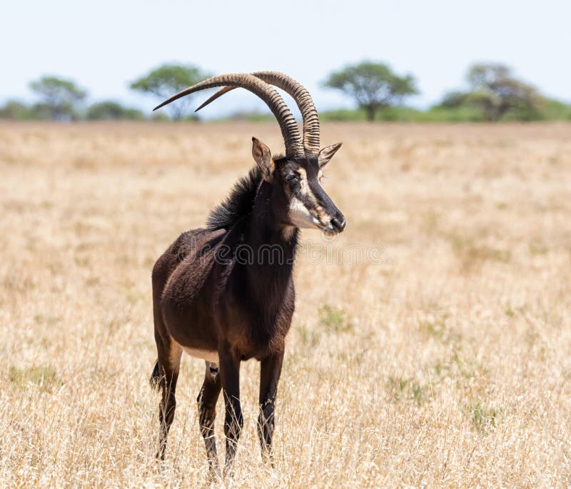 Sable Bull Antelope stock photo. Image of black, african - 36473200