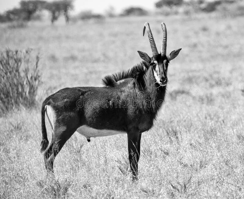 Sable Bull Antelope stock photo. Image of black, african - 36473200
