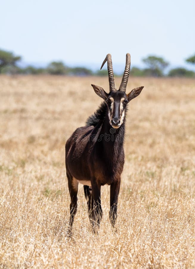 Sable Bull Antelope stock photo. Image of black, african - 36473200