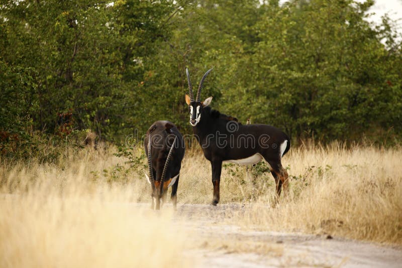 Sable Bull Antelope stock photo. Image of black, african - 36473200