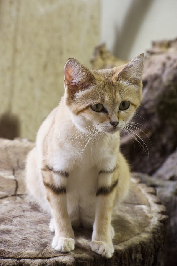 Chat de sable 1 photo stock. Image du chat, espèces, chasse - 29826752