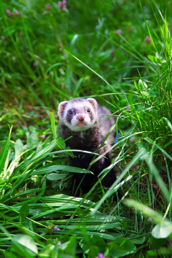 Weasel stock photo. Image of mammal, predator, nature - 19657728