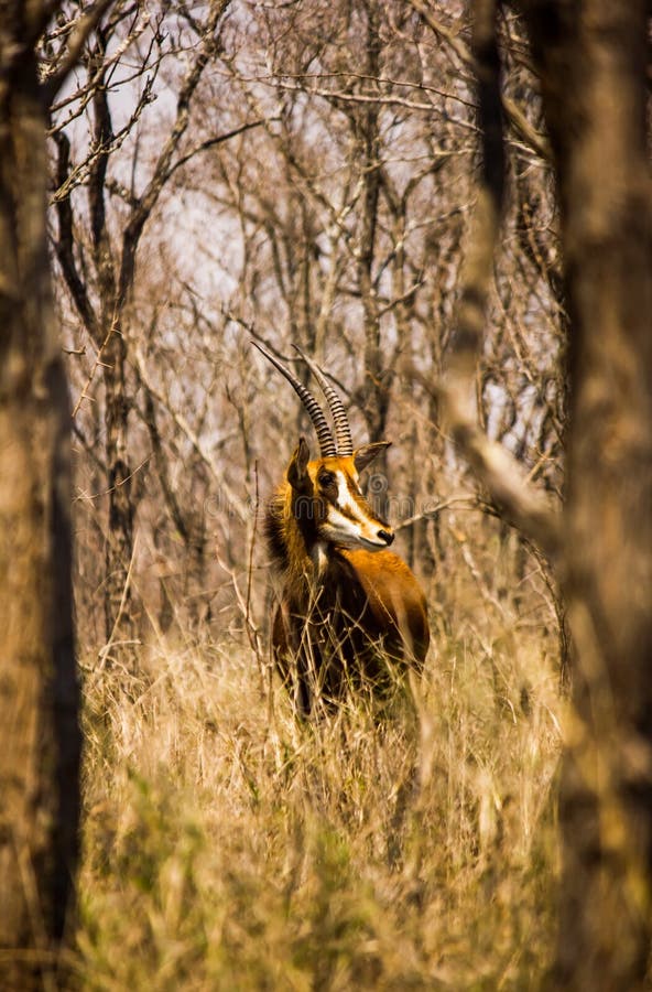 Sable framed by two trees stock image. Image of jordan - 234855121