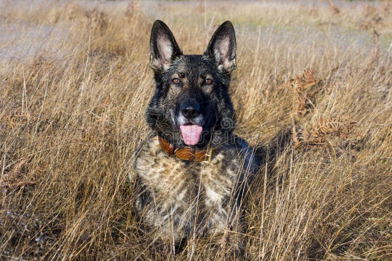 Sable German Shepherd Dog in a Field Stock Image - Image of canine ...