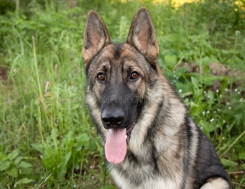 What Is A Silver Sable German Shepherd