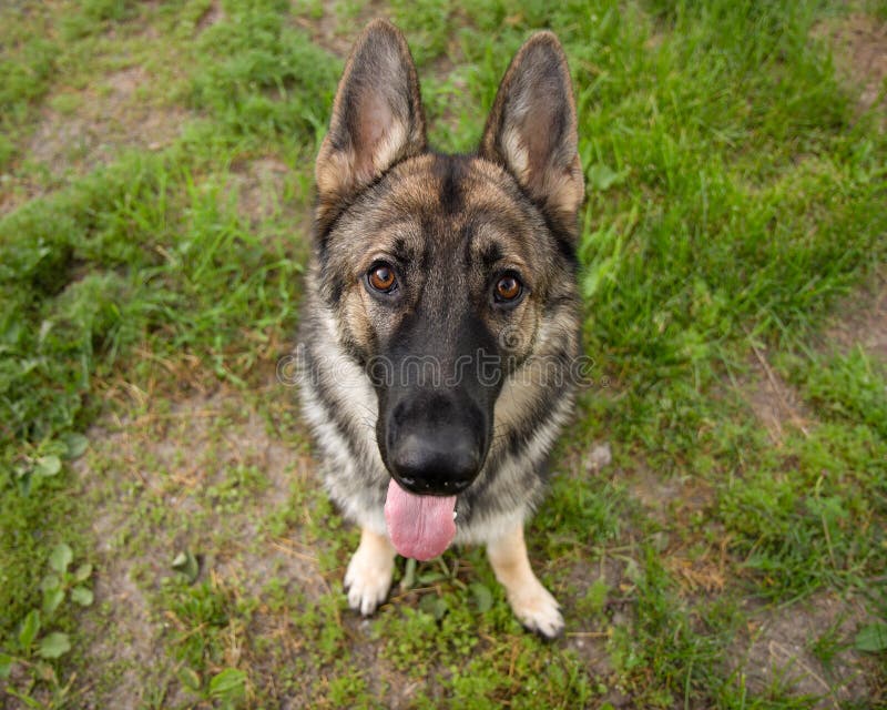Sable German Shepherd Dog Portrait Outdoors Sitting Stock Image - Image ...