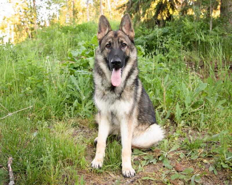 Sable German Shepherd Dog Portrait Outdoors Sitting Stock Photo - Image ...