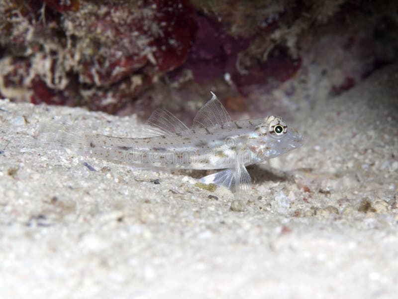 Poissons de Goby image stock. Image du arctique, proie - 53504511