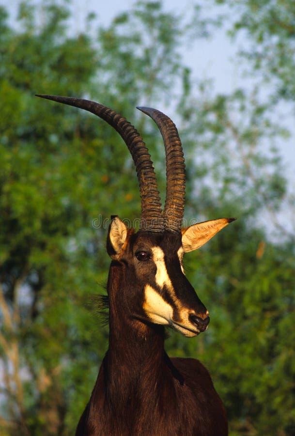 Sable Portrait stock image. Image of antelope, animal - 10763391