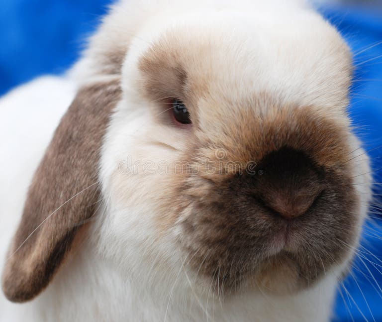 Sable Rabbit stock image. Image of floppy, flop, cute - 39287359