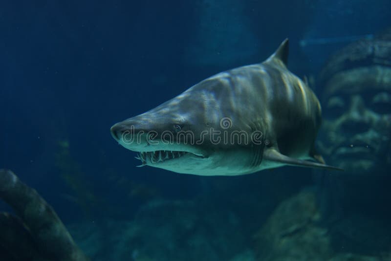 Requin de sable photo stock. Image du sable, requin - 24937488