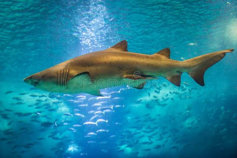 Requin de tigre de sable photo stock. Image du océan, extrémité - 2428058