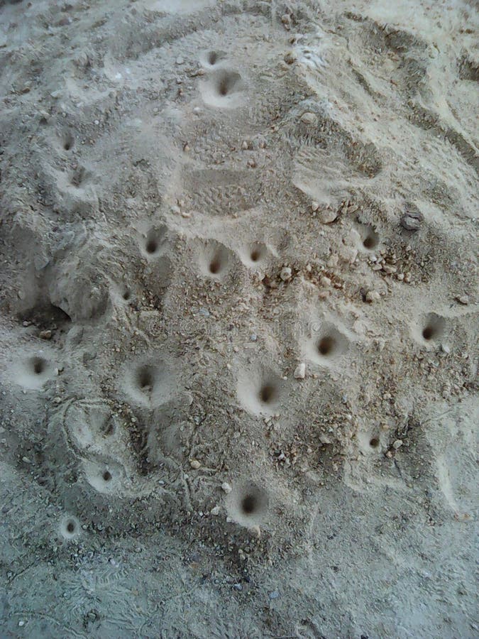 Sable stock photo. Image of godd, 5432, 6798, dimera - 71176778