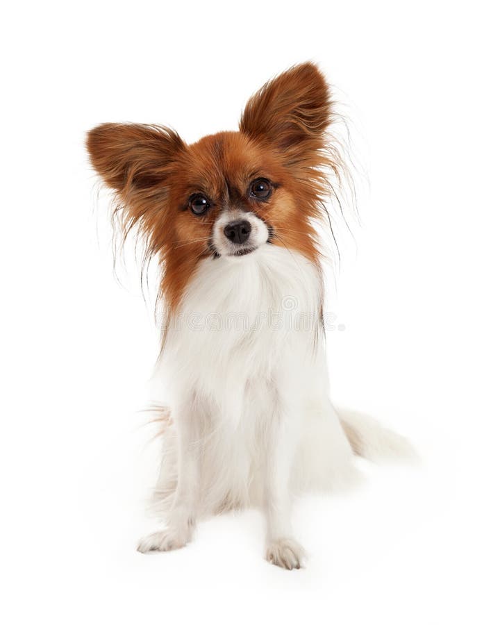 Sable and White Papillon Dog Stock Photo - Image of shot, ears: 45469872