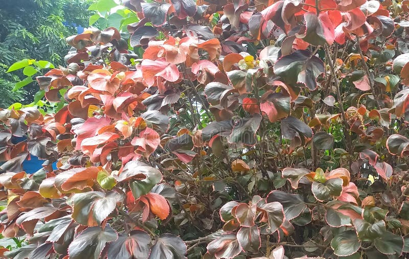 Sablo and Mangsi Leaves & X28;Java& X29;. Agroecology. Grows in ...