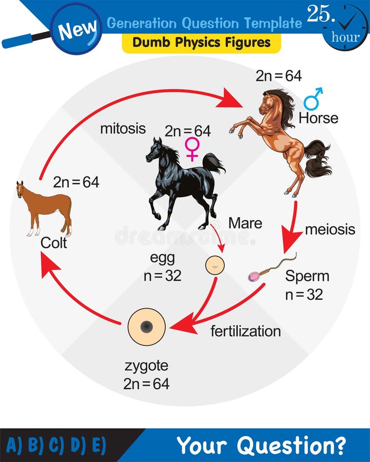 Biology, Heredity Combination, Next Generation Question Template Stock ...