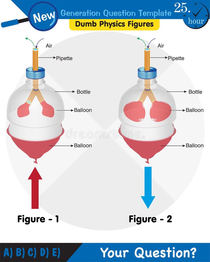 Biology, Vector Illustration of a Lung Breathing Model, Next Generation ...