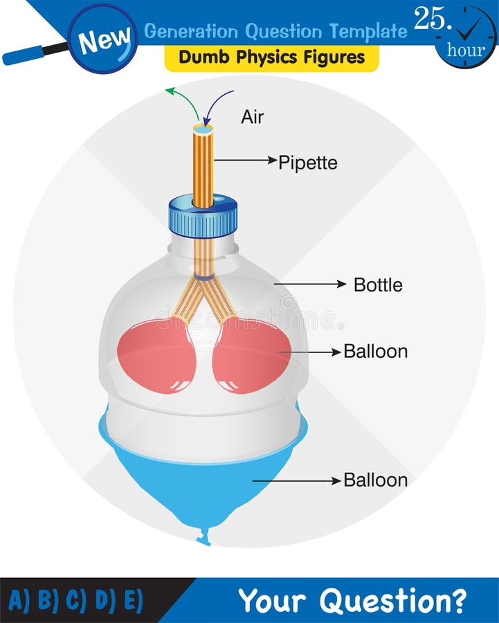 Biology, Vector Illustration of a Lung Breathing Model, Next Generation ...