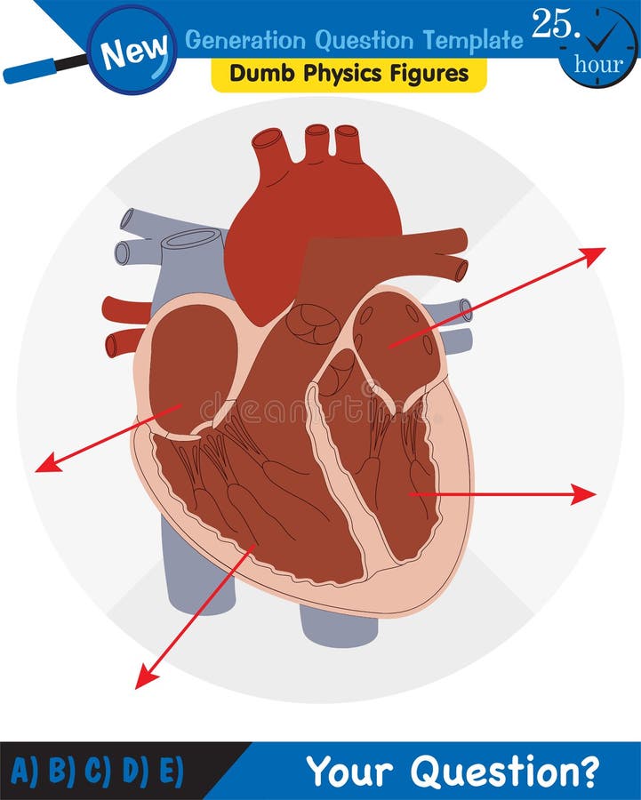 Biology, Parts of the Heart, Next Generation Question Template Stock ...