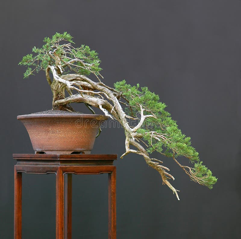 Sabna Juniper Bonsai Cascade Stock Photo - Image of juniperus, juniper ...