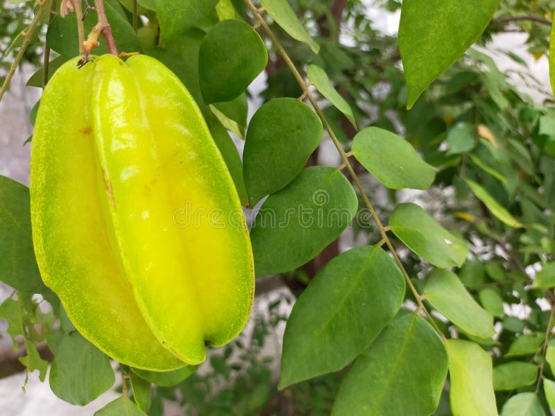 Sabor a Fruta Estrelado Azedo E Doce Imagem de Stock - Imagem de folha ...