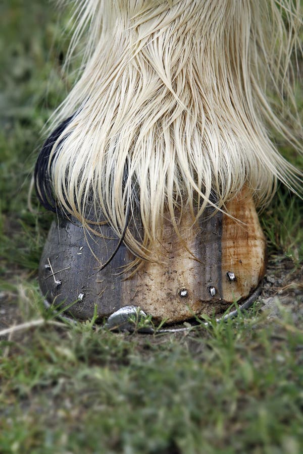 Sabot image stock. Image du viande, sabot, bétail, génisse - 23917241