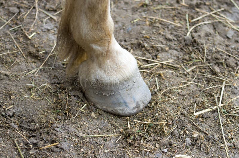 Sabot de cheval image stock. Image du horseshoe, zone - 32536113