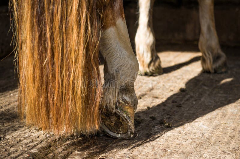 Le sabot du cheval photo stock. Image du poney, équitation - 2368410