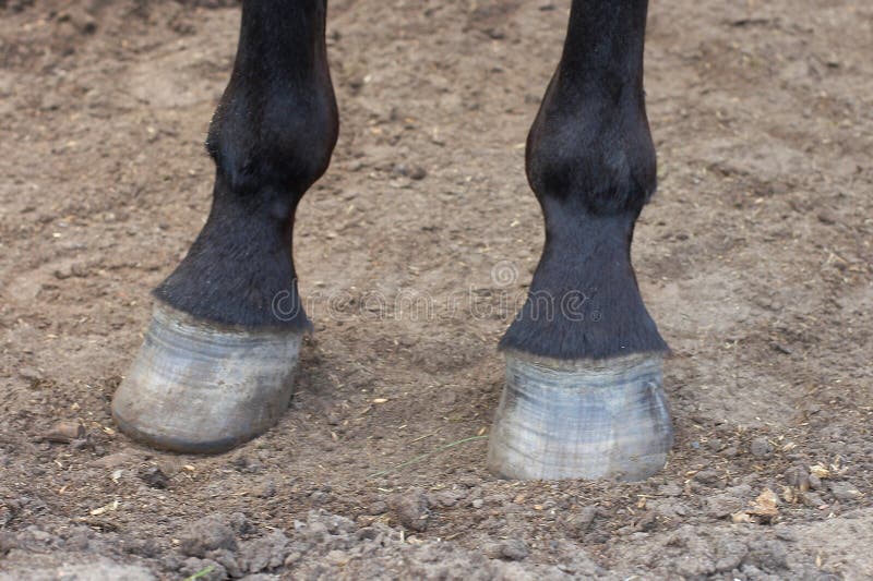 Sabots de cheval image stock. Image du freins, barrière - 20646781