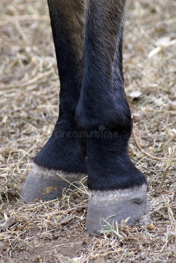 Sabots de cheval photo stock. Image du équestre, fourrure - 460108