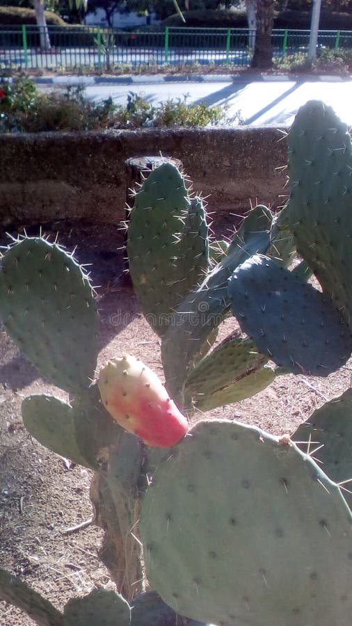 Sabra fruit stock photo. Image of spin, sabra, fruif - 101969346