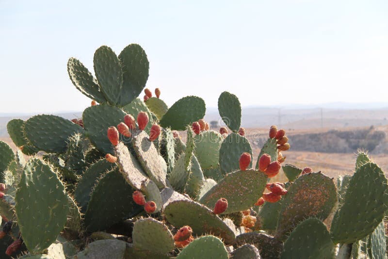 Sabra Red Fruits stock photo. Image of orange, food - 237054614