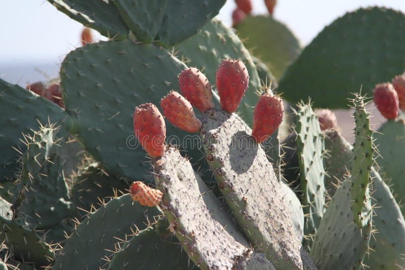 Sabra Red Fruits stock image. Image of shrub, orange - 237054635