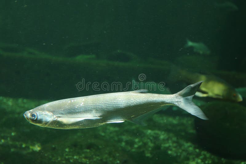 67,626 Carp Stock Photos - Free & Royalty-Free Stock Photos from Dreamstime