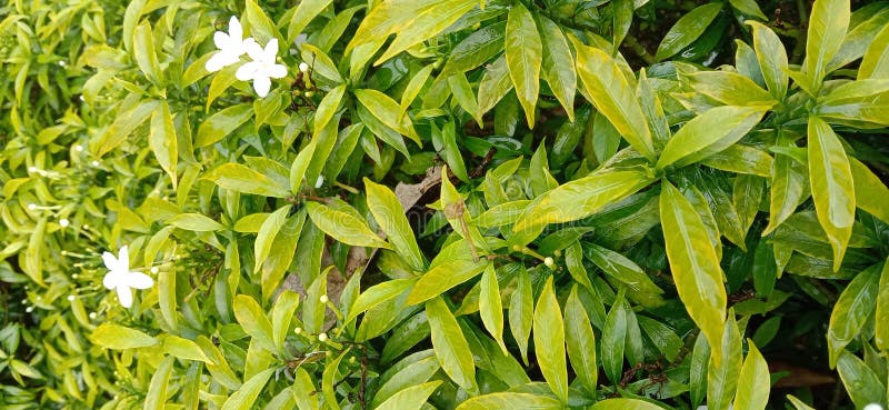 Sabrina Flower and Leaf stock photo. Image of evergreen - 208260858