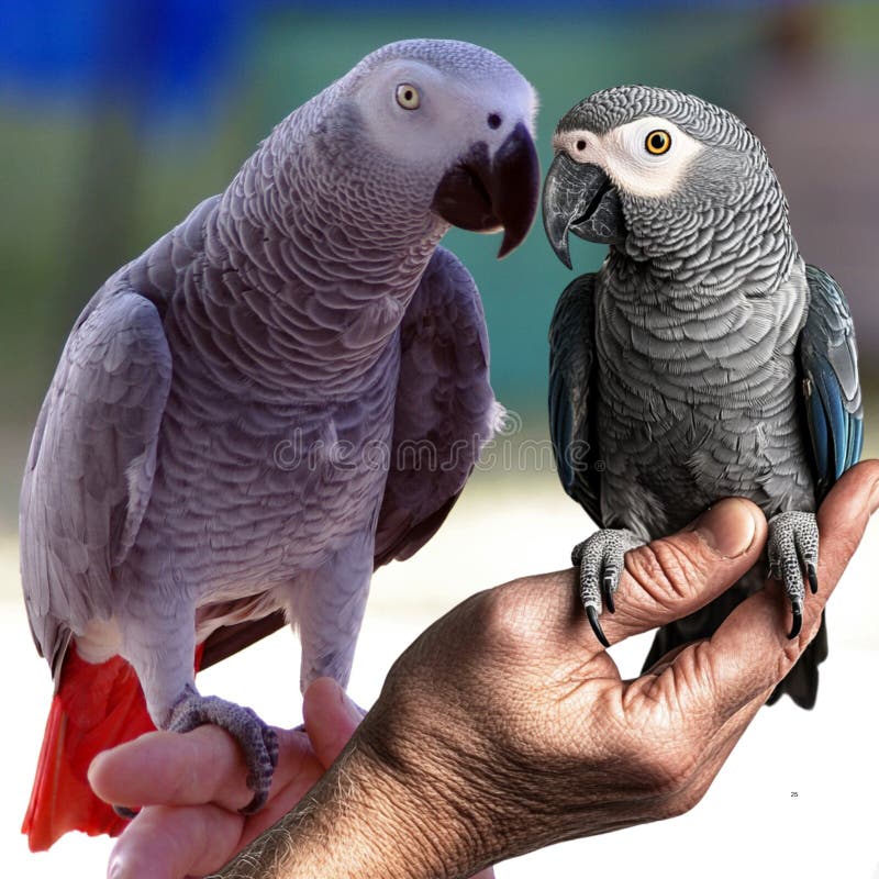 African Grey Parrot with Hand Stock Illustration - Illustration of ...