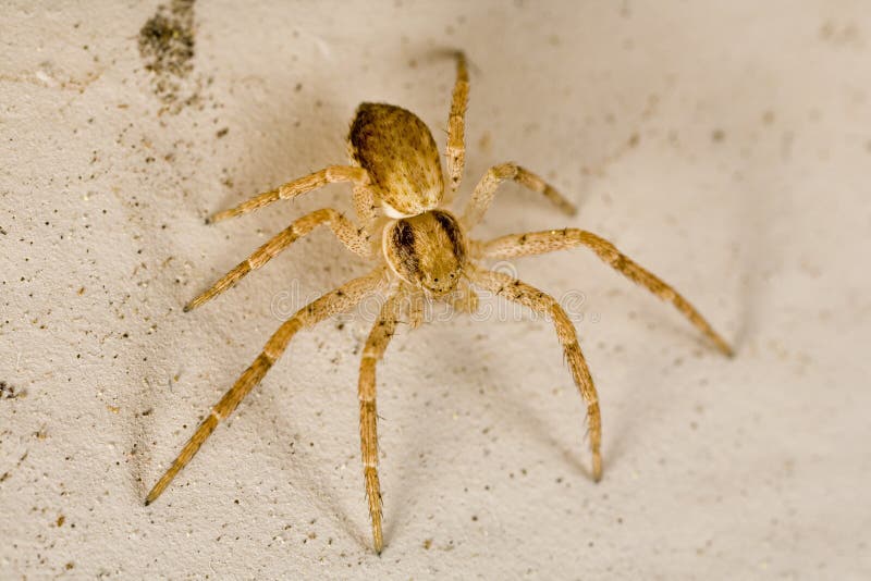 Sac spider stock image. Image of arachnid, macro, closeup - 4878603