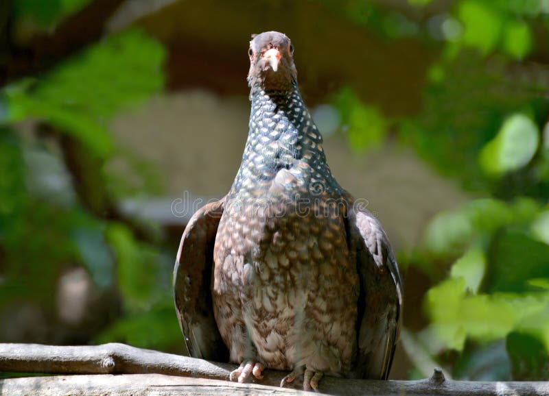 Beautiful Scale Pigeon Stock Photos - Free & Royalty-Free Stock Photos ...
